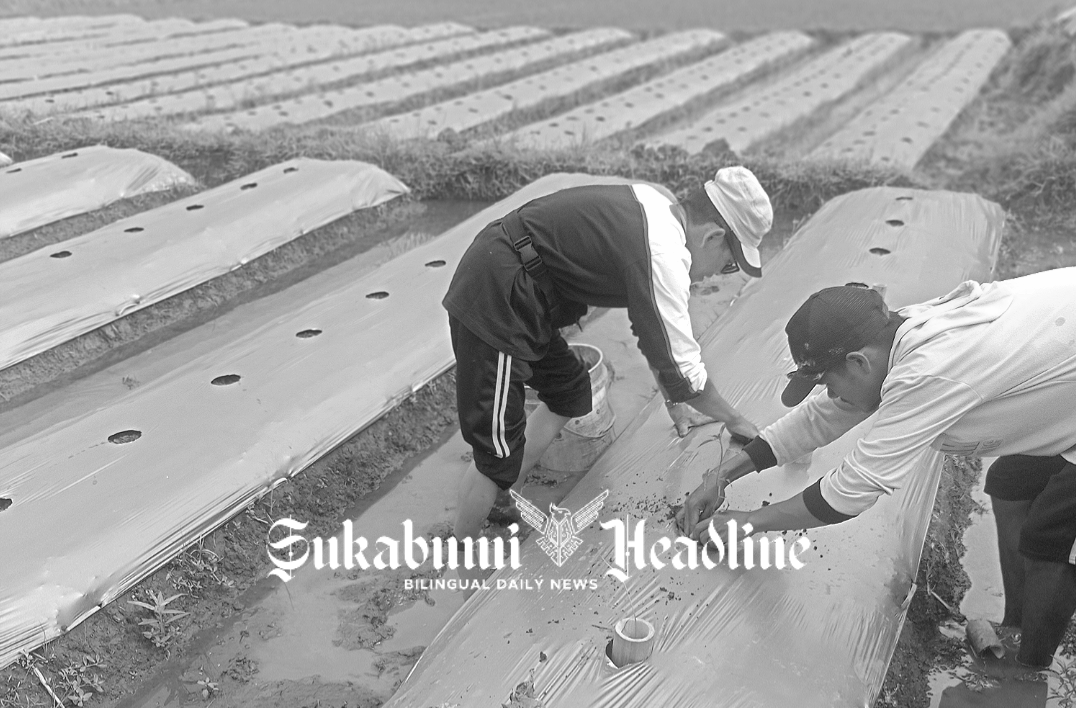 Pemerintah buka lowongan kerja Petani Milenial 2024 digaji Rp10 juta per bulan, daftar online di ...